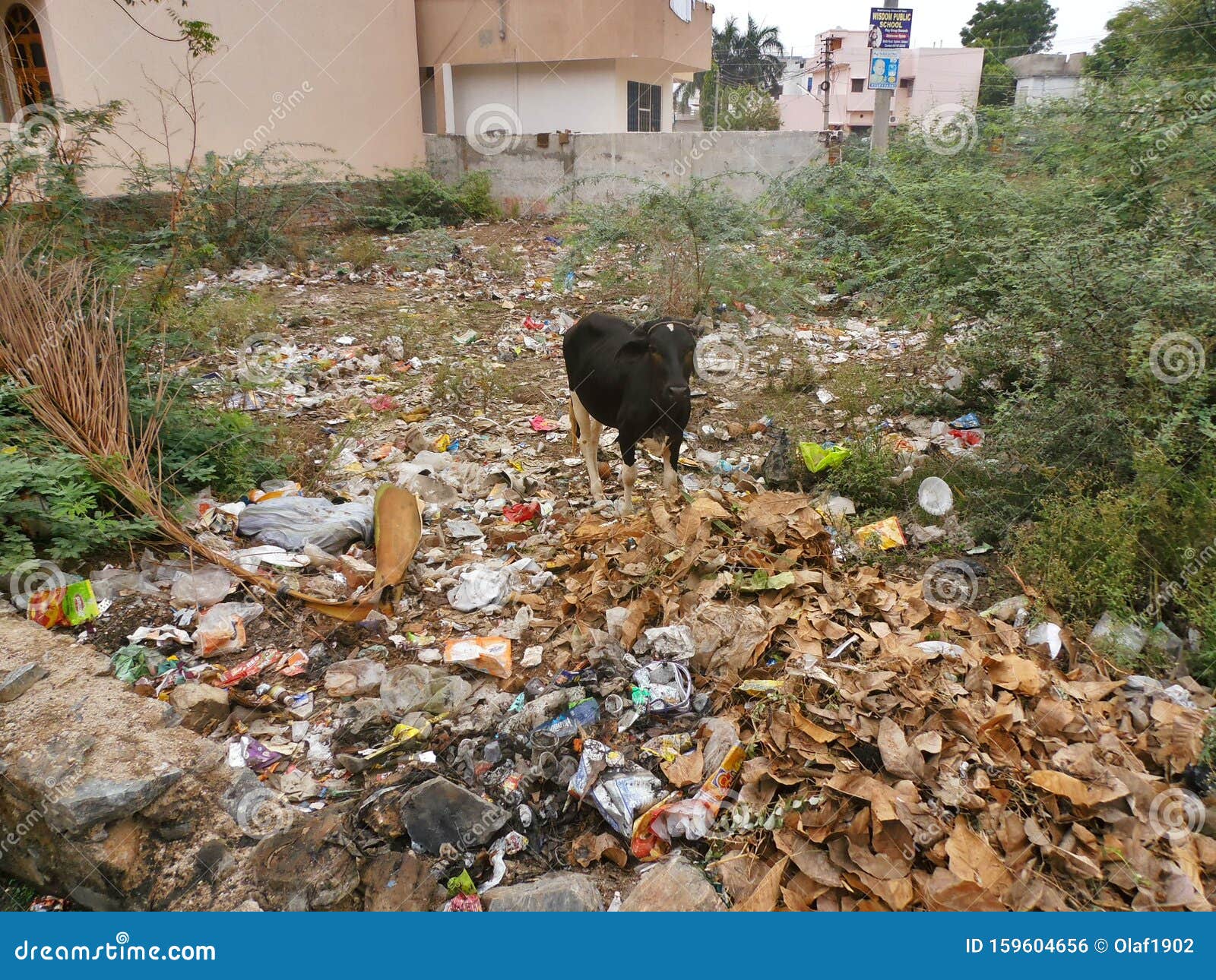 Vaca con basura foto editorial. Imagen de gerencia, desgarrador - 159604656