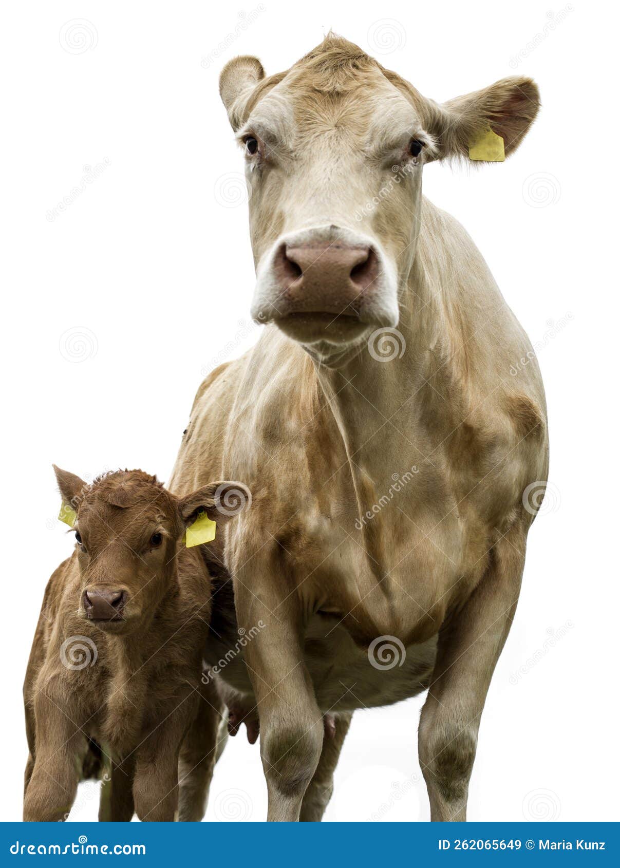 Vaca Con Becerro Sobre Fondo Blanco Imagen de archivo - Imagen de rural ...