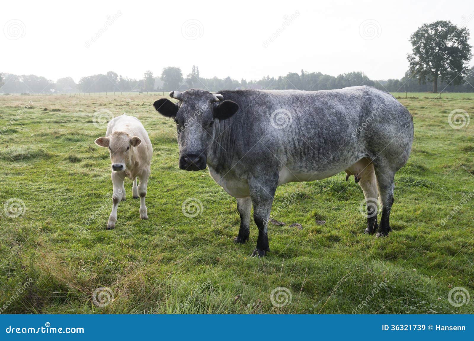 Vaca con el becerro imagen de archivo. Imagen de rural - 36321739