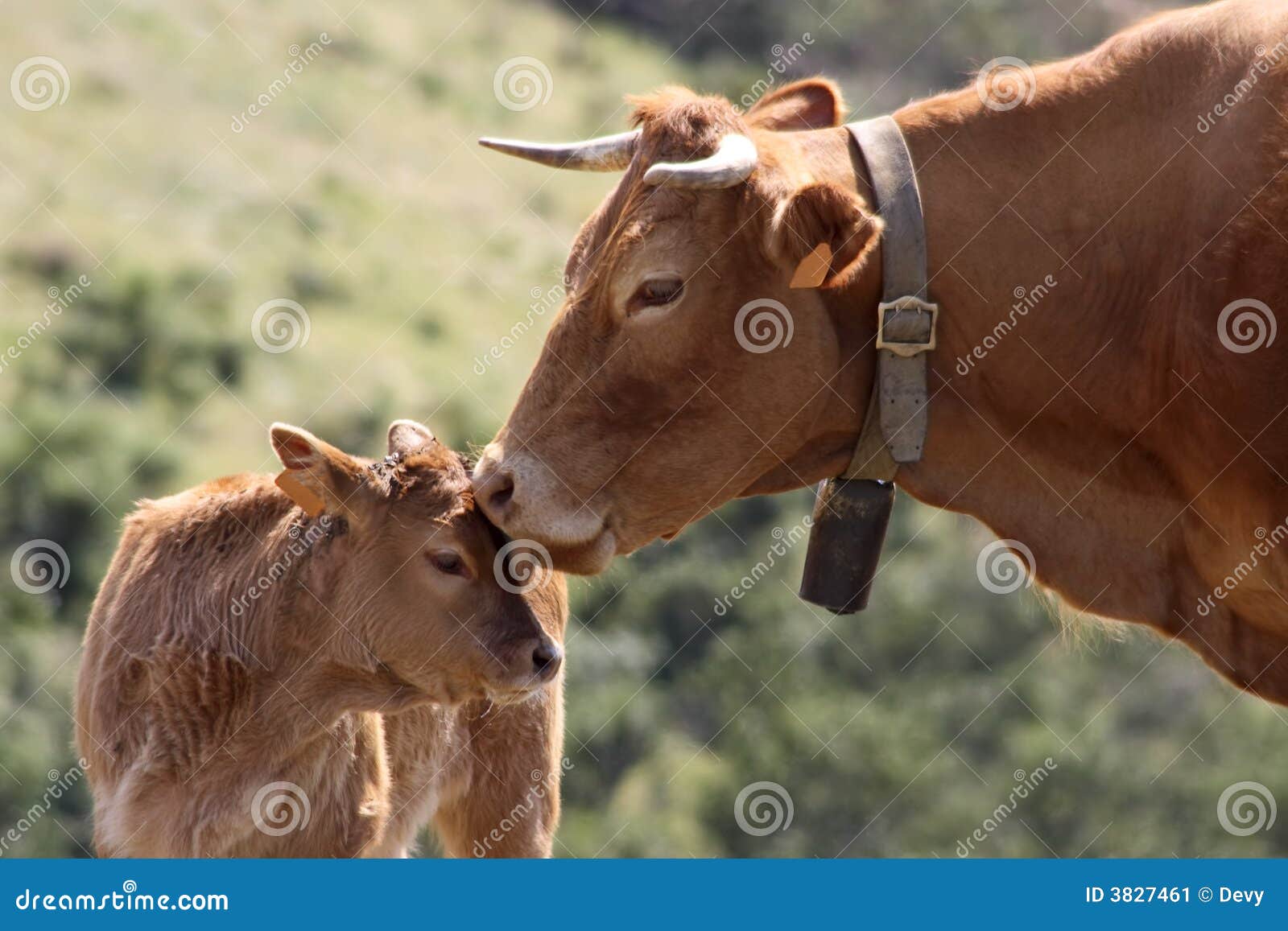 Vaca con el becerro imagen de archivo. Imagen de cuero - 3827461