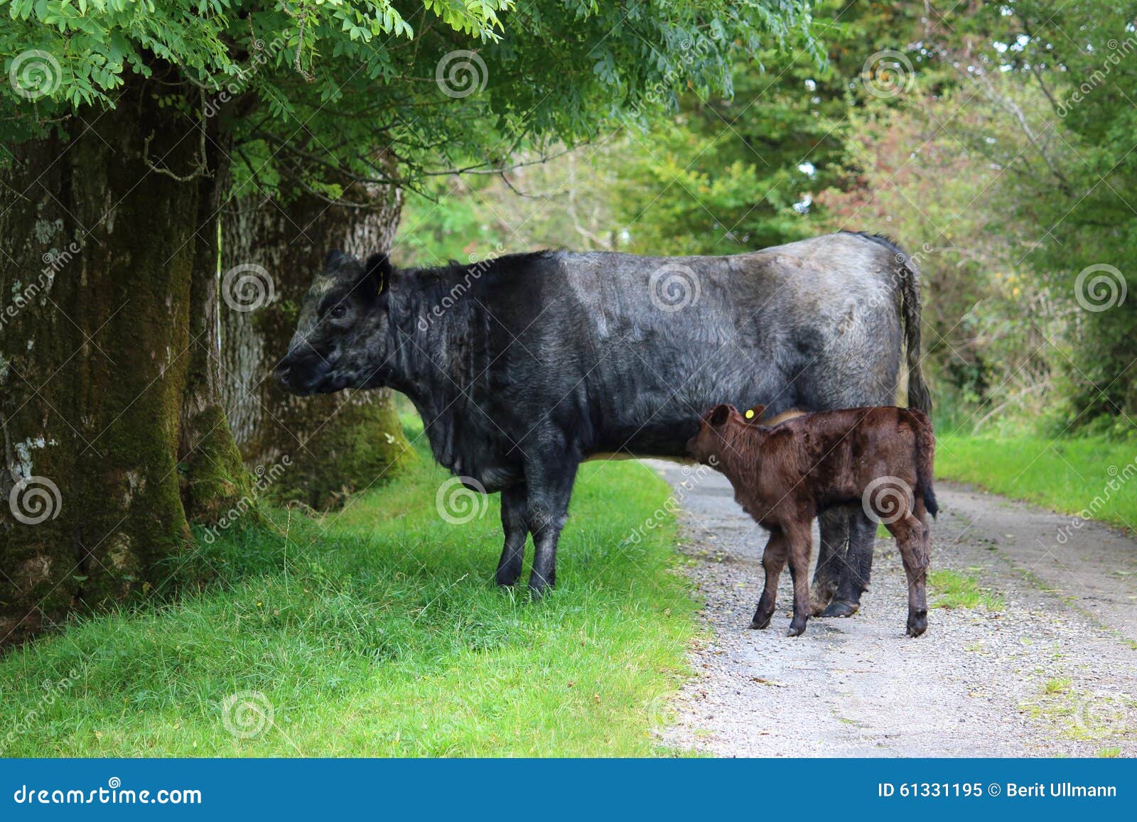 Vaca con el becerro imagen de archivo. Imagen de hierba - 61331195