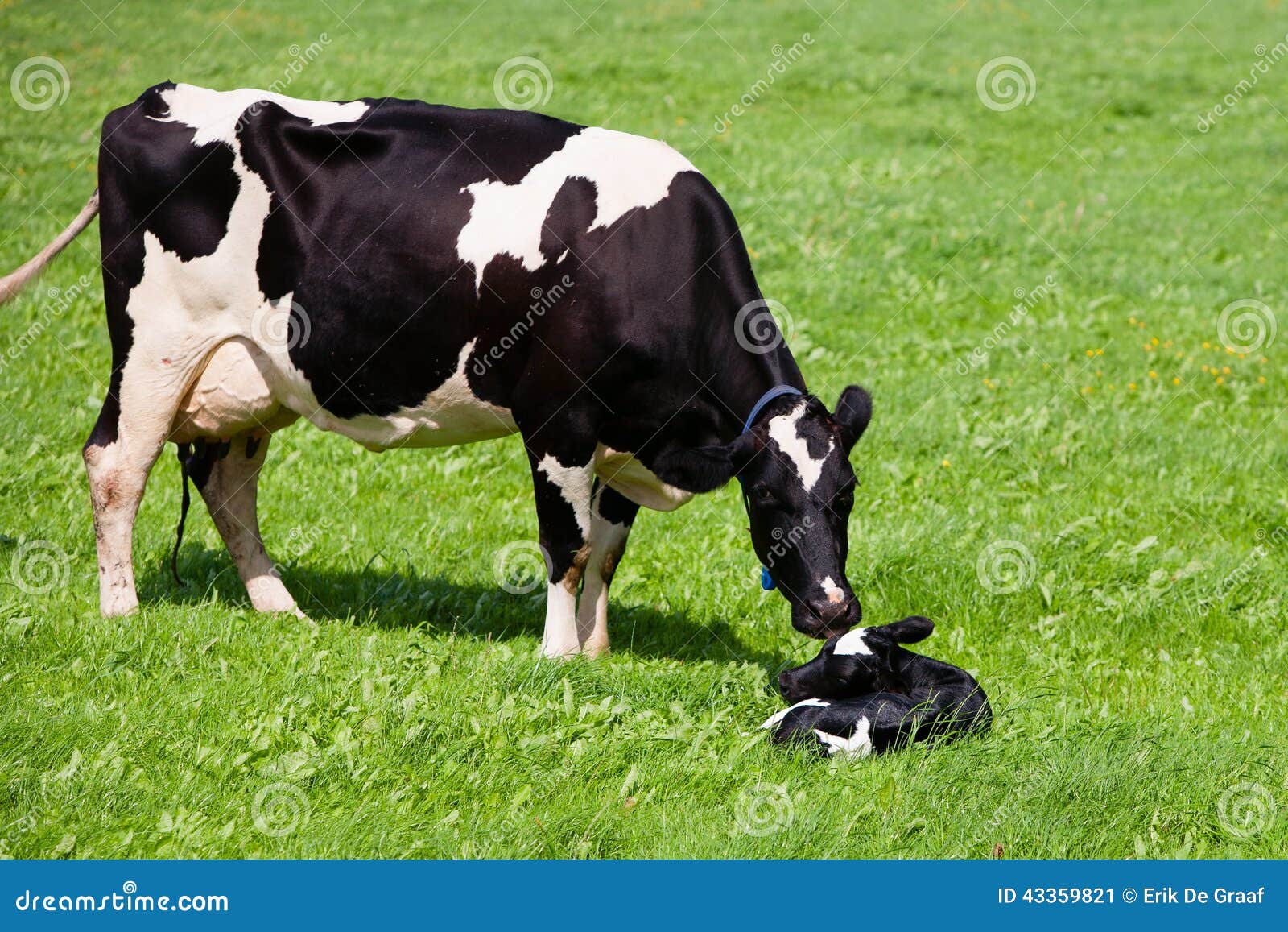 Vaca Con El Becerro Recién Nacido Imagen de archivo - Imagen de granja ...