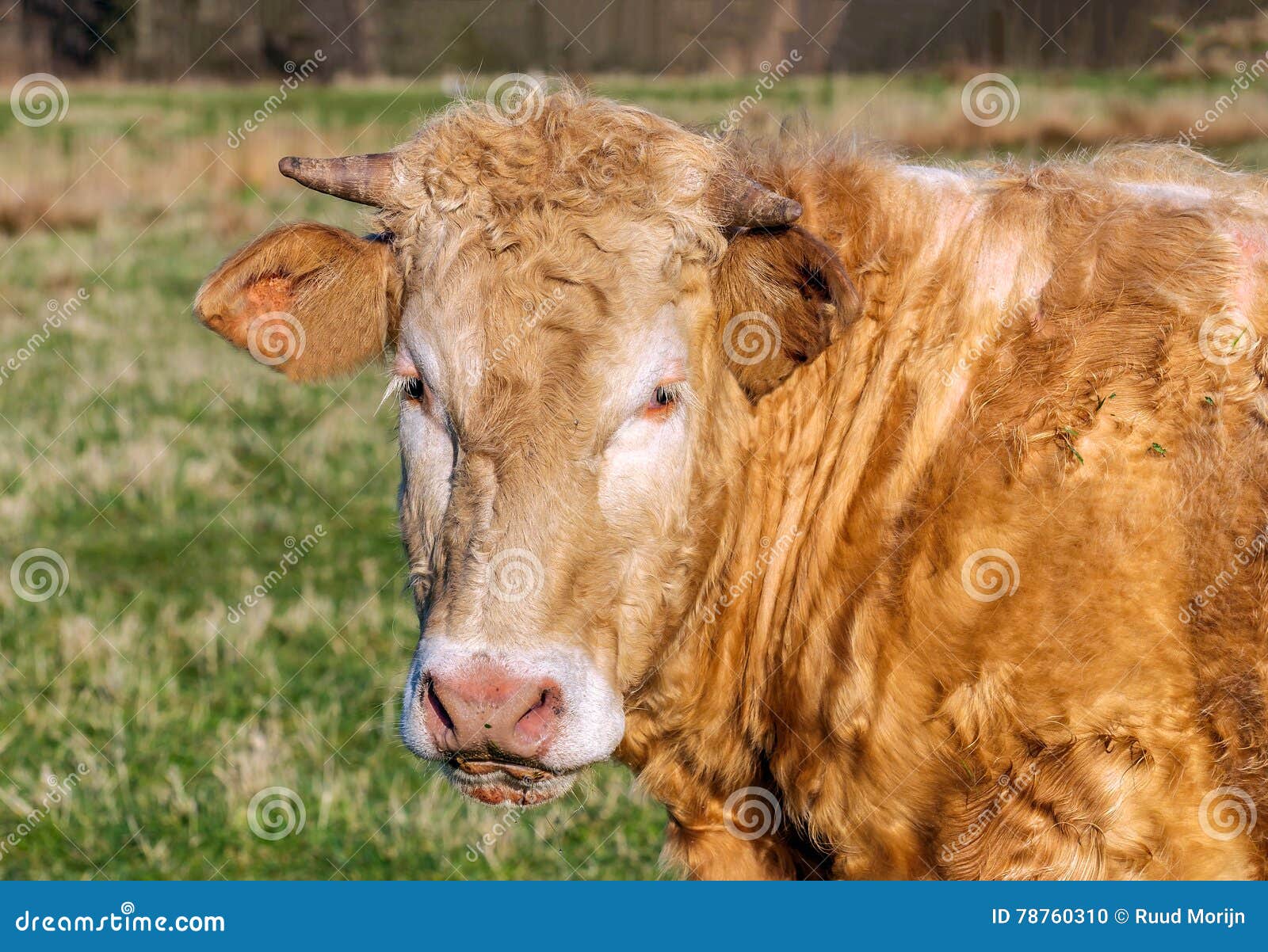 Vaca Con El Pelo Rizado Y Los Cuernos Foto de archivo - Imagen de ...