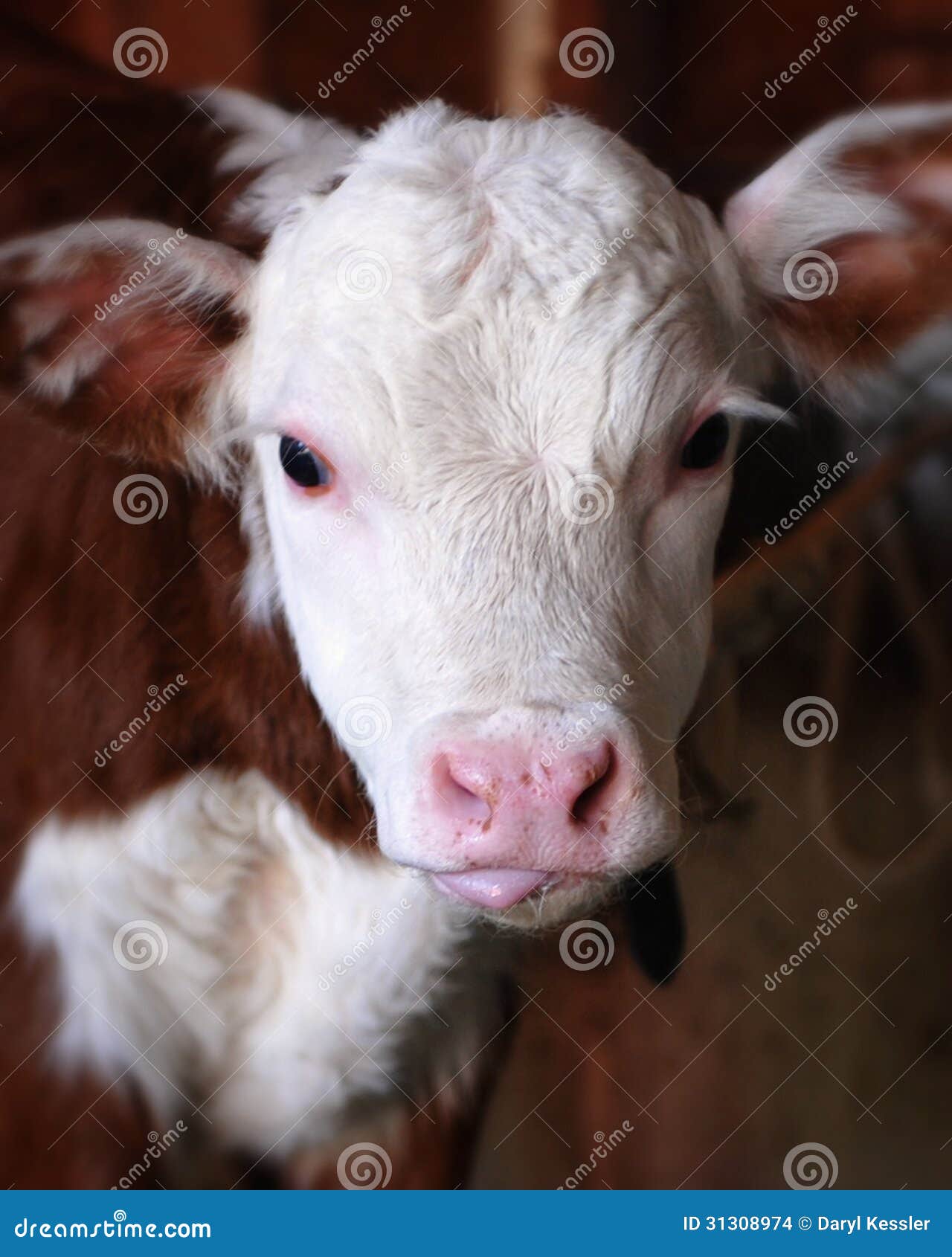 17,433 Vaca Con La Lengua En La Nariz Fotos - Libres de Derechos y ...