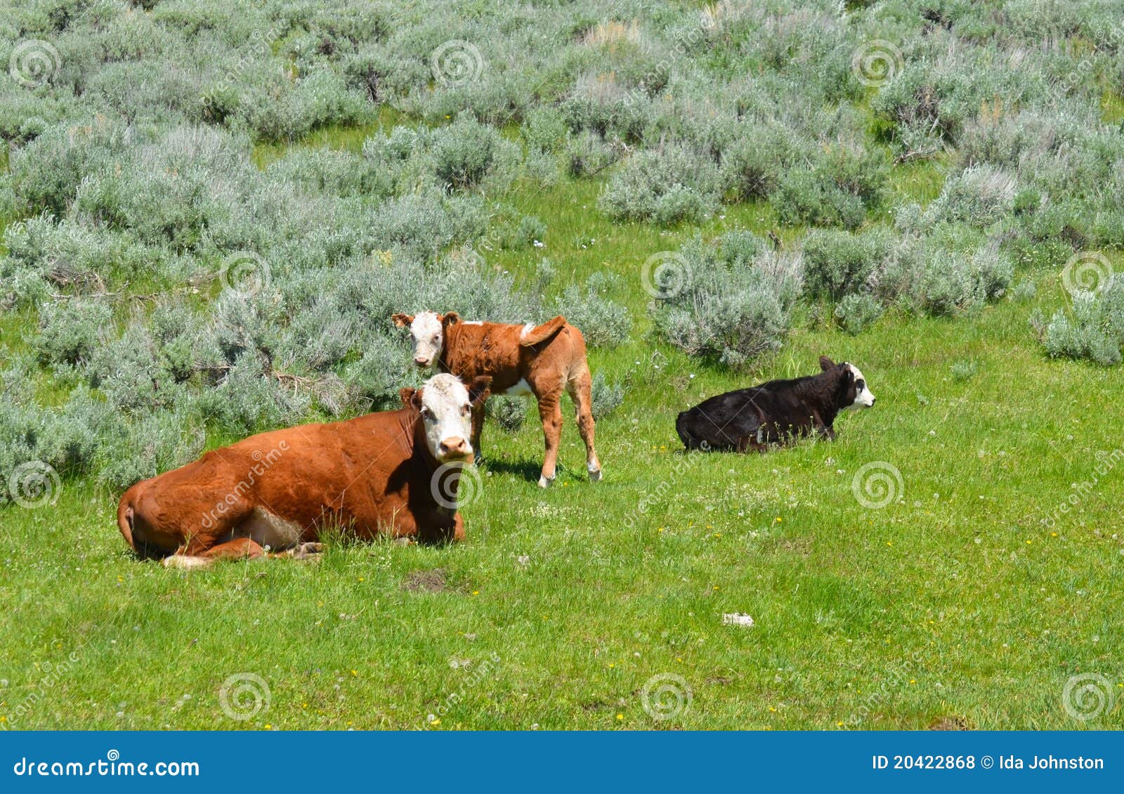 Vaca con los becerros foto de archivo. Imagen de relajante - 20422868