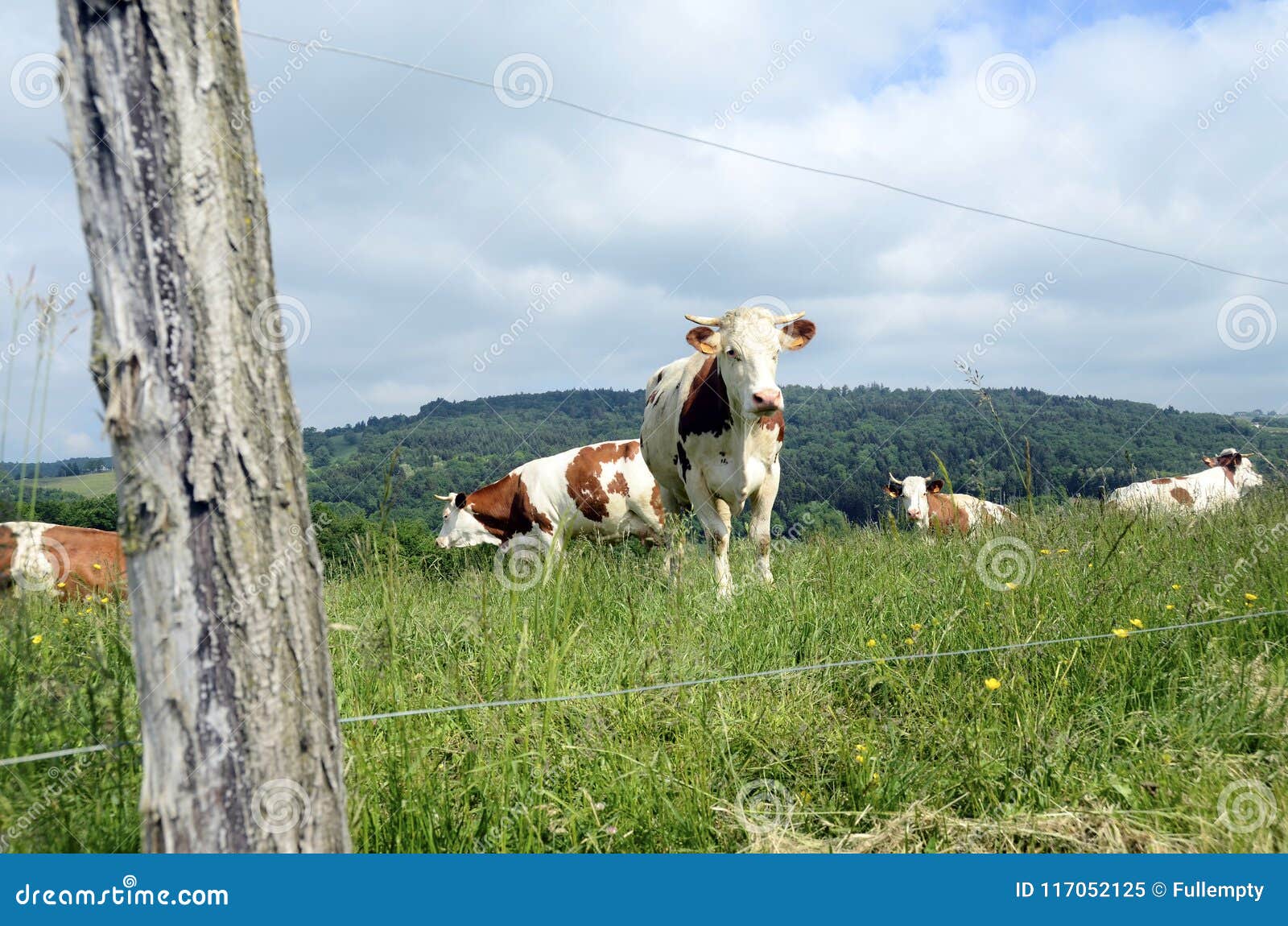 Vaca con los cuernos imagen de archivo. Imagen de cubo - 117052125