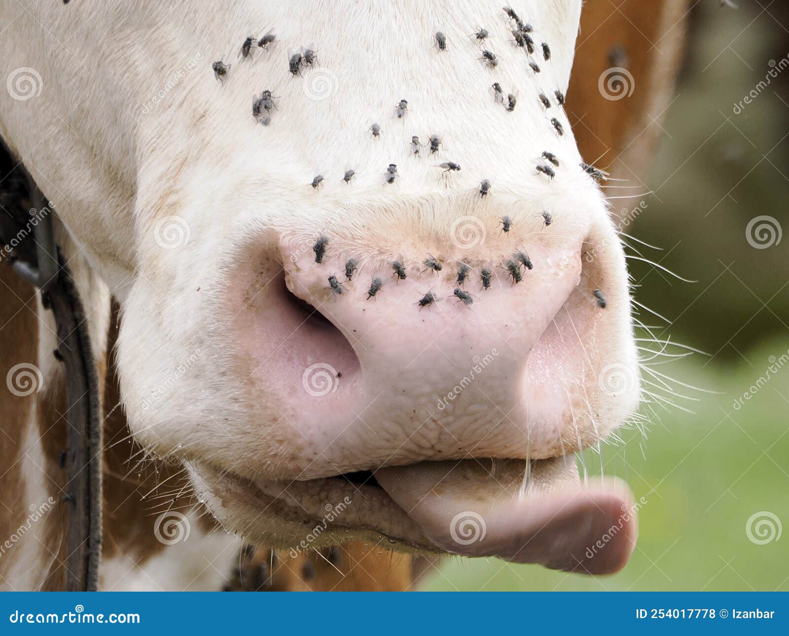 Vaca con mucha mosca foto de archivo. Imagen de pata - 254017778