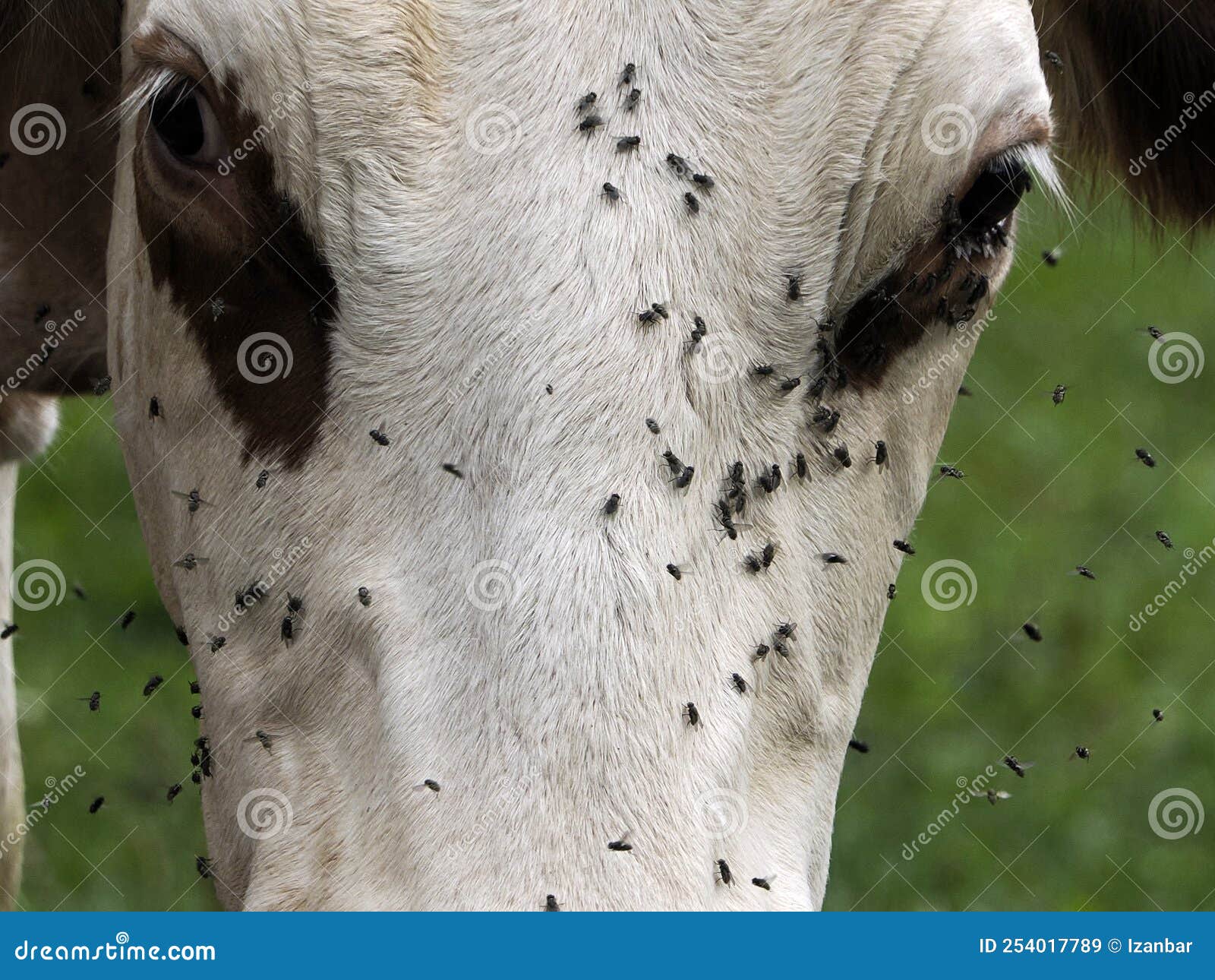 Vaca con mucha mosca imagen de archivo. Imagen de farmland - 254017789