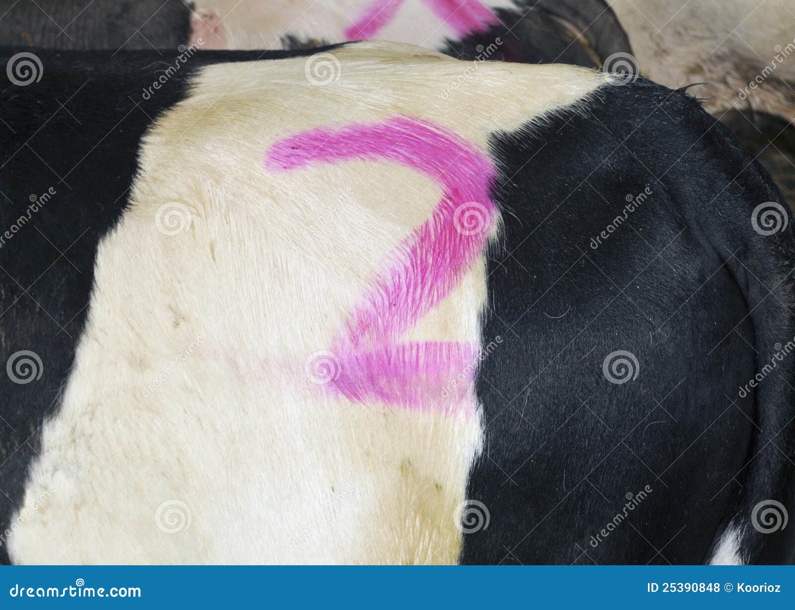 Vaca con número pintado foto de archivo. Imagen de vaca - 25390848