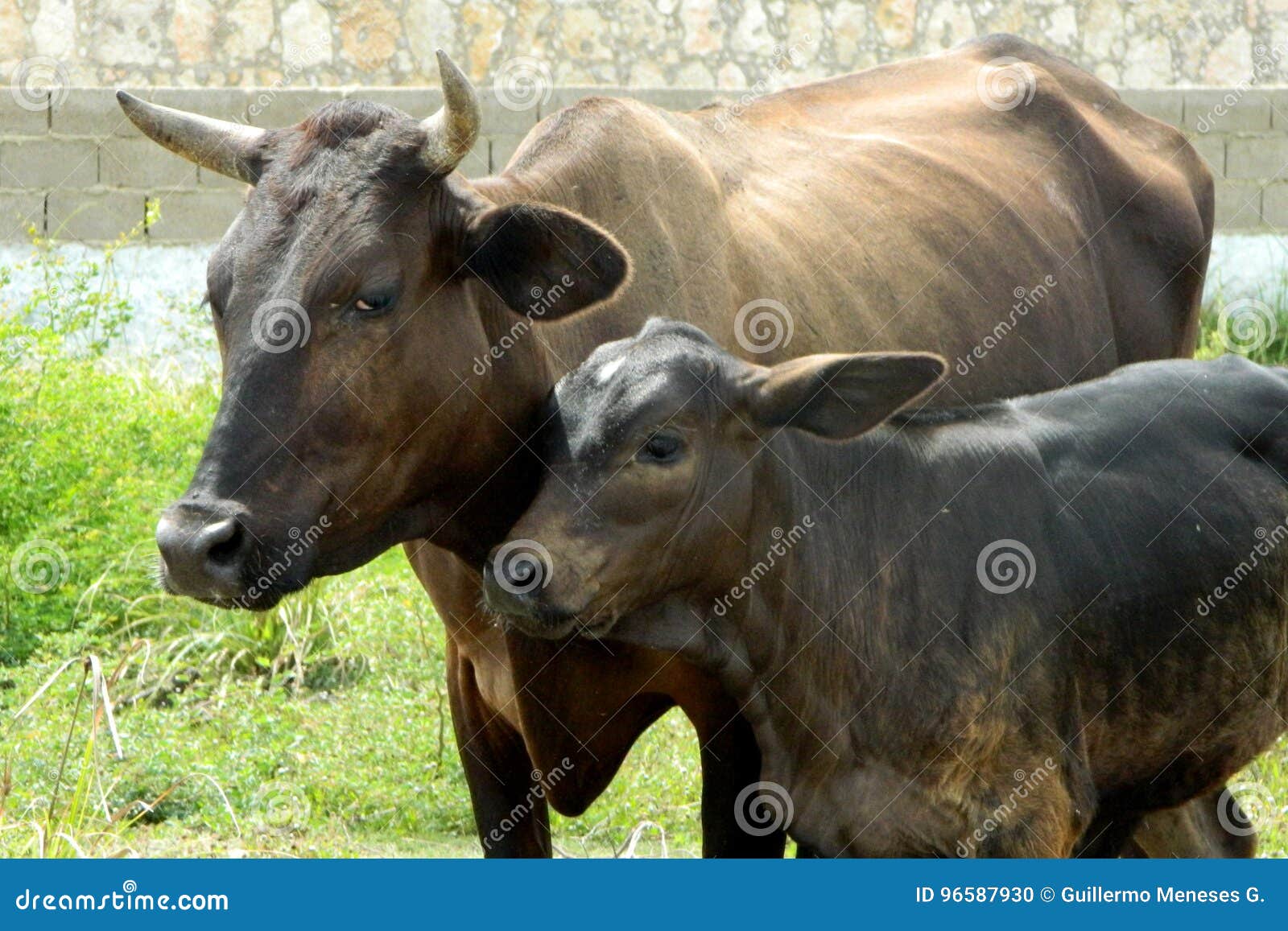 Vaca con su becerro foto de archivo. Imagen de ganados - 96587930