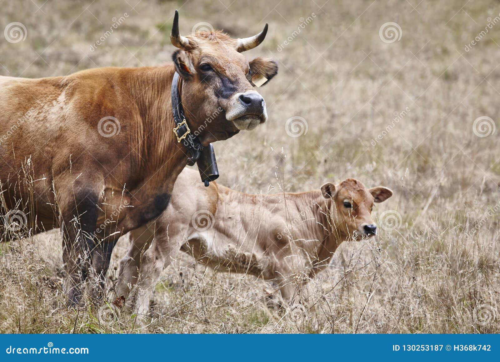 Vaca Con Su Becerro En El Campo. Ganado, Ganado Imagen de archivo ...