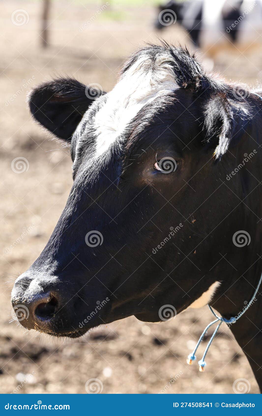 Vaca Confinada En Una Granja Lechera En El Campo De Minas Gerais Estado ... Vaca Confinada En Una Granja Lechera En El Campo De Minas Gerais Estado ...
