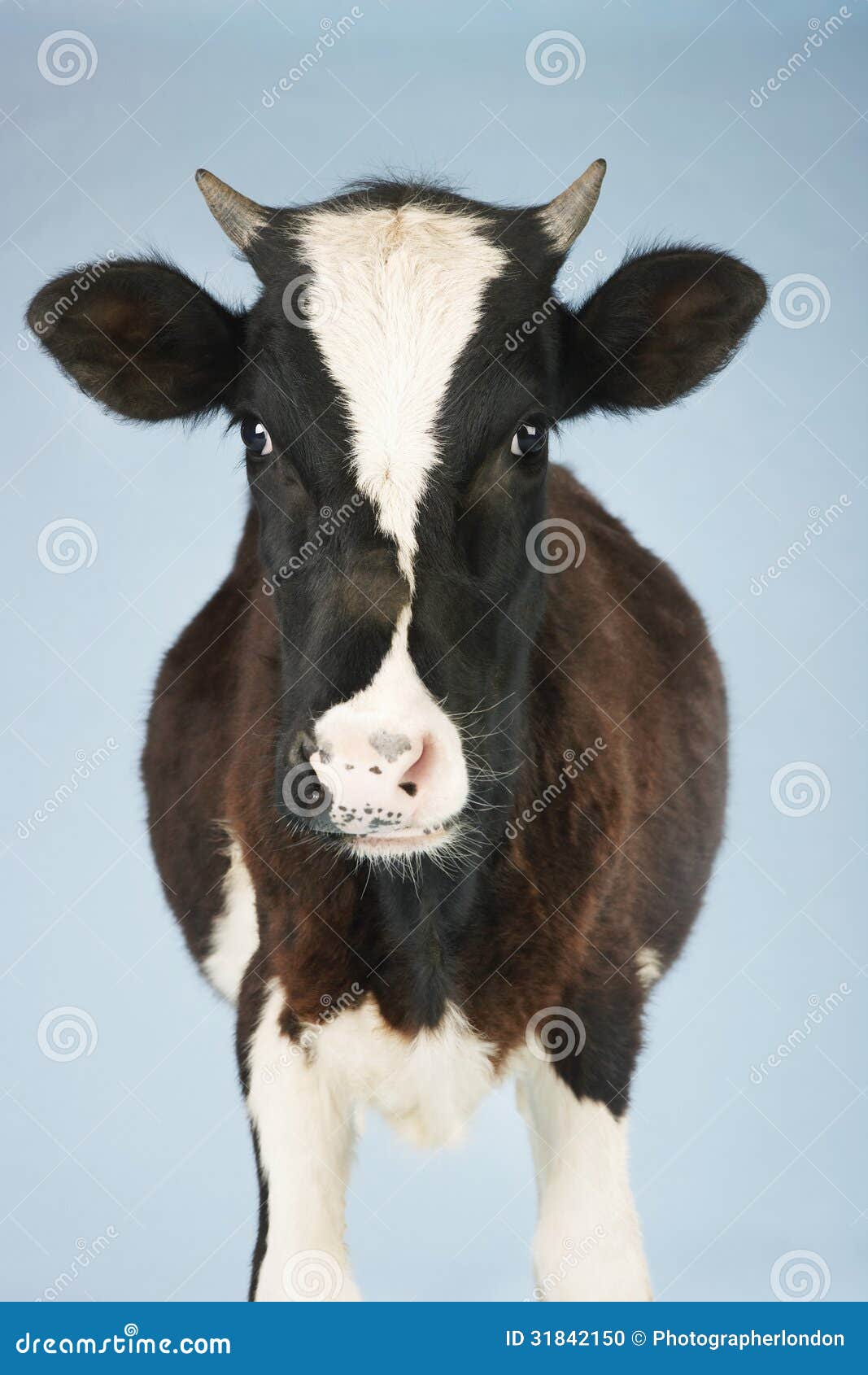 Vaca contra el cielo azul foto de archivo. Imagen de animal - 31842150