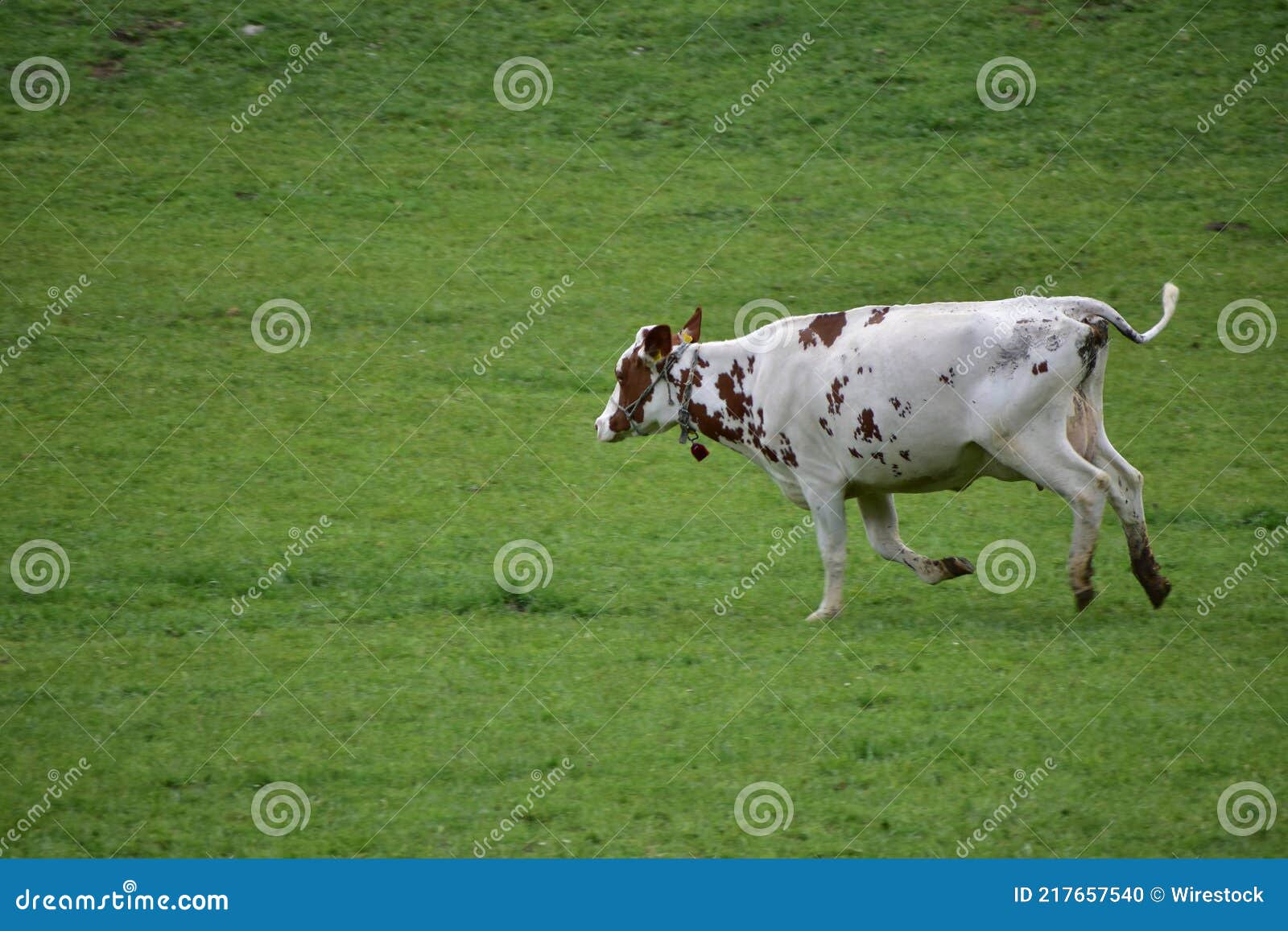 Vaca Corriendo En Un Campo De Prado Foto de archivo - Imagen de ...
