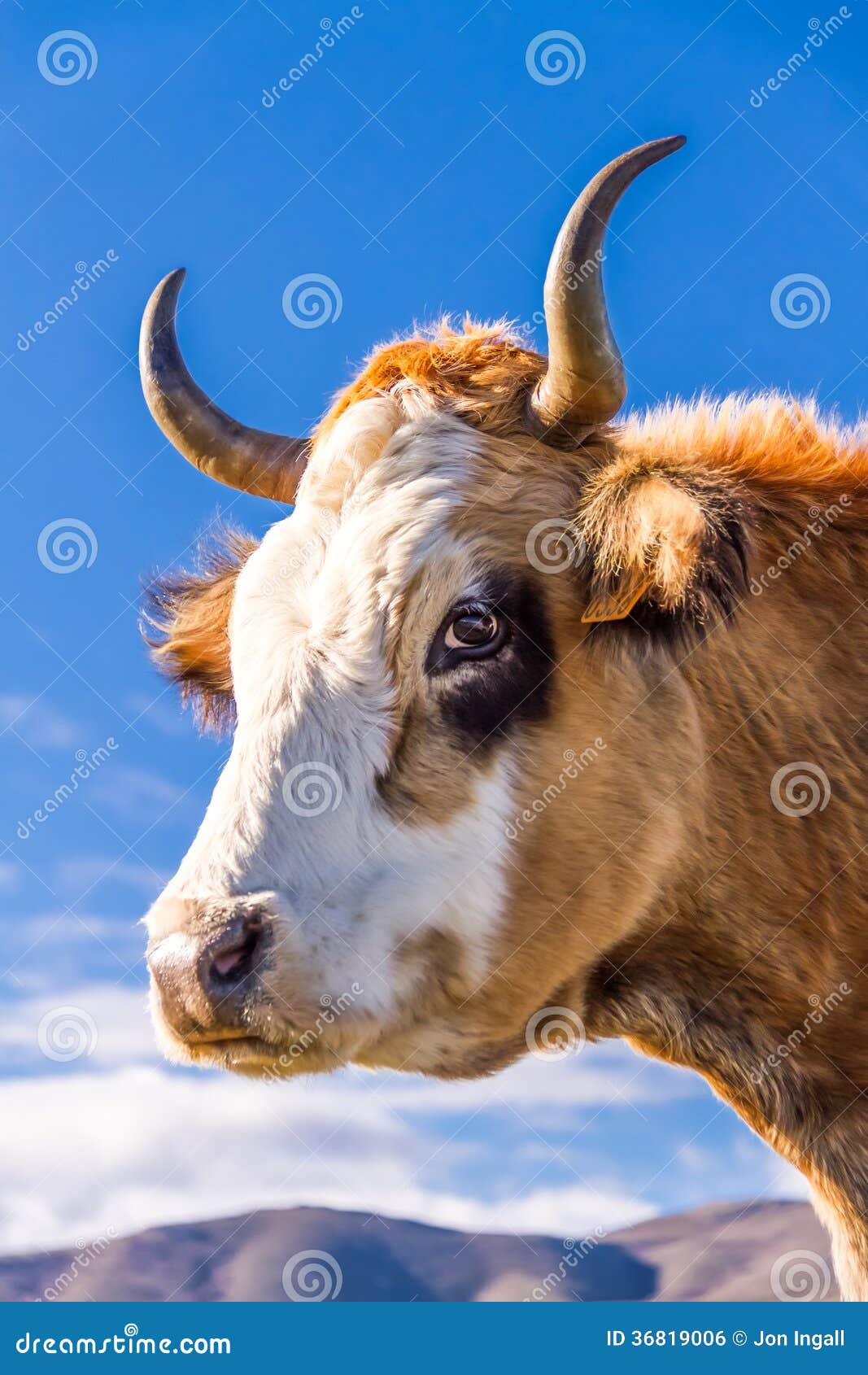 Vaca Corsa No Colo De San Colombano Foto de Stock - Imagem de animal ...