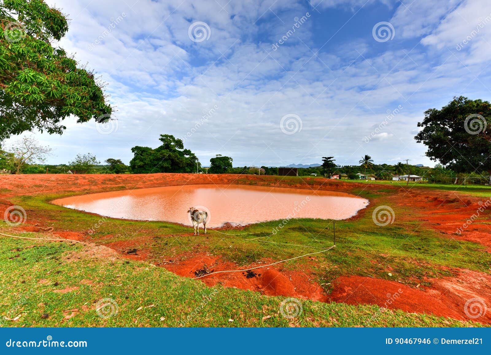 Vaca cubana foto de archivo. Imagen de granja, negocios - 90467946