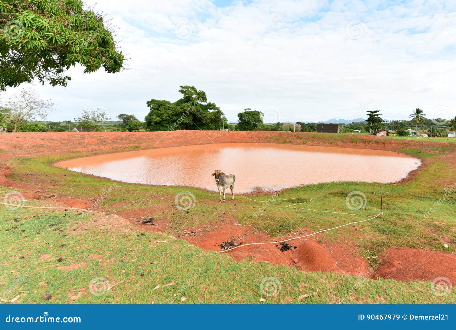Vaca cubana imagen de archivo. Imagen de rural, hierba - 90467979