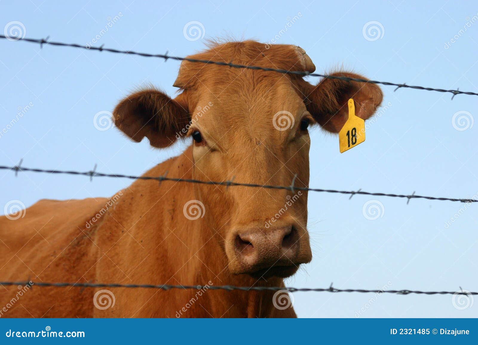 Vaca curiosa imagen de archivo. Imagen de moscas, mordaz - 2321485