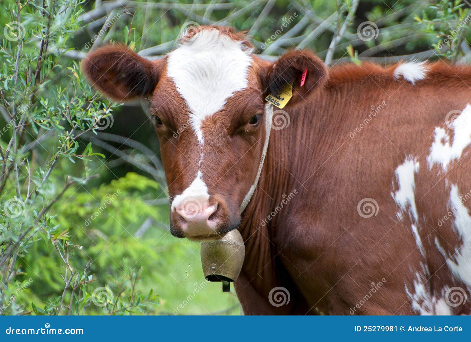 Vaca curiosa com sino imagem de stock. Imagem de sino - 25279981