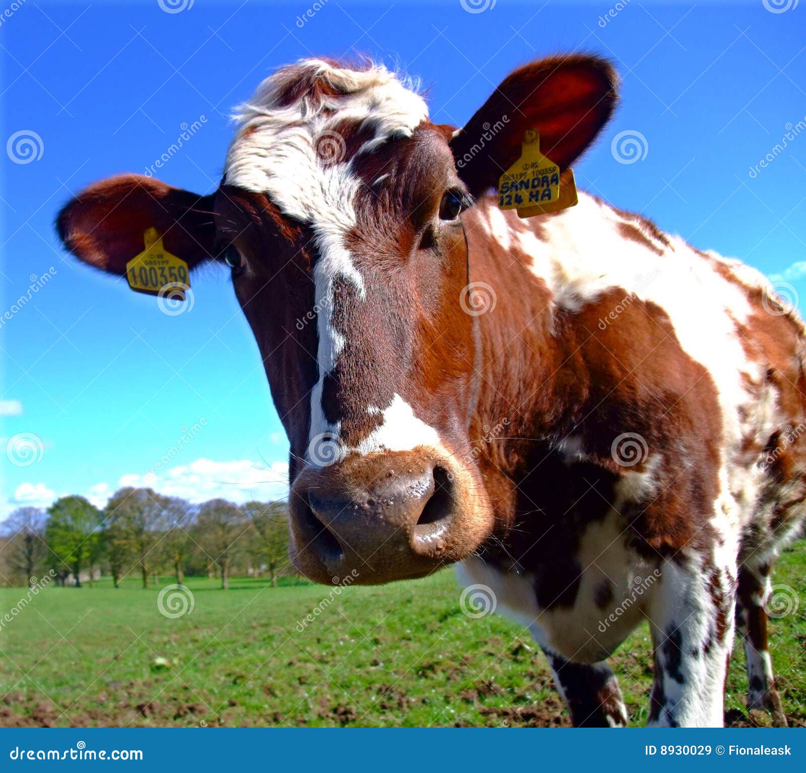 Vaca curiosa do Ayrshire imagem de stock. Imagem de campo - 8930029