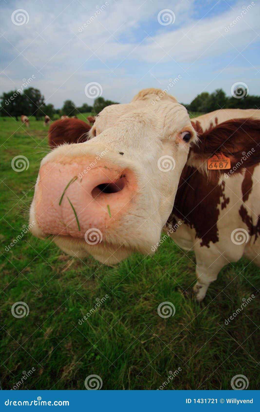 Vaca curiosa engraçada imagem de stock. Imagem de prado - 1431721