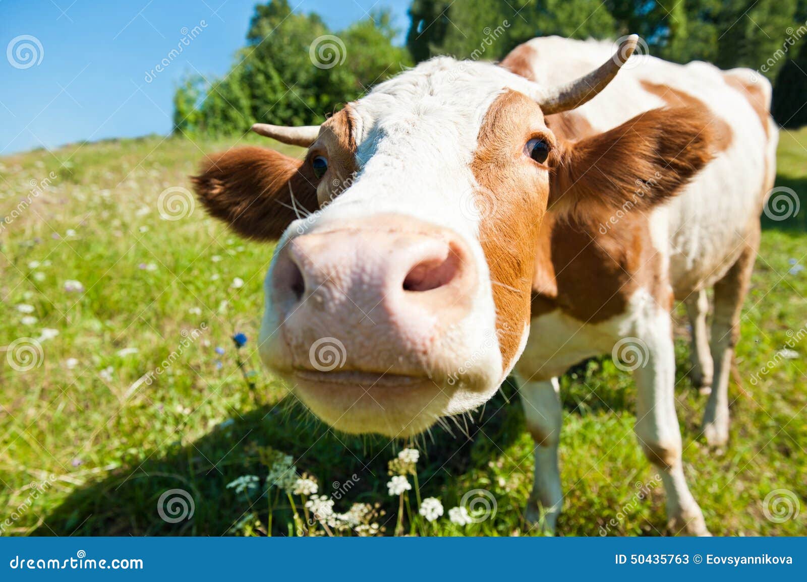 Vaca curiosa no prado imagem de stock. Imagem de prado - 50435763