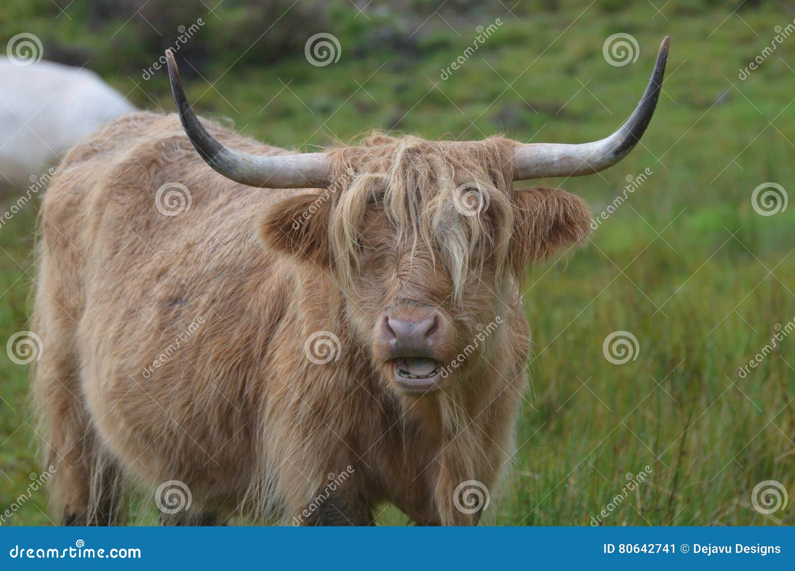 Vaca Das Montanhas Com Sua Boca Aberta Imagem de Stock - Imagem de ...