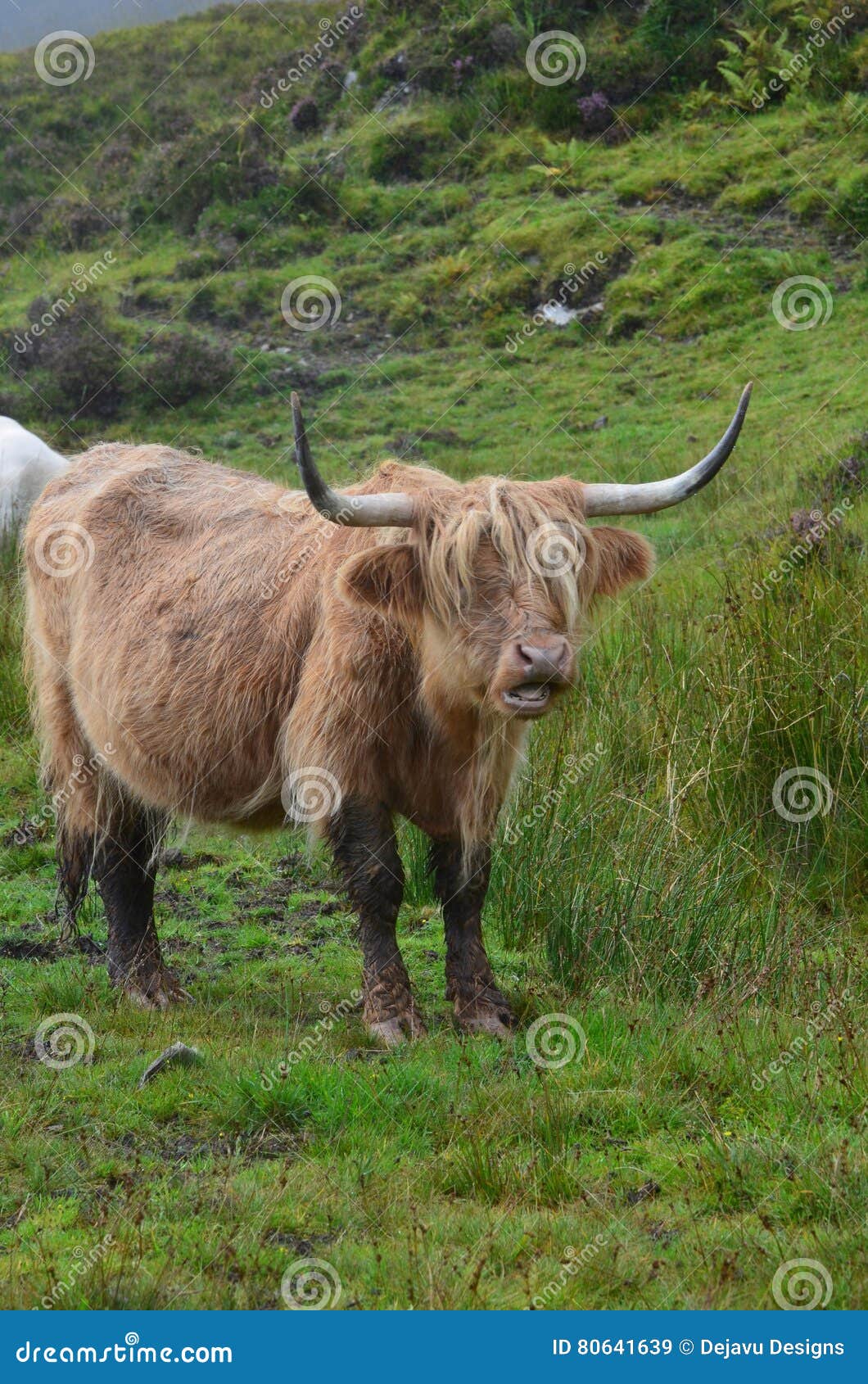 Vaca Das Montanhas Com Sua Suspensão Da Boca Aberta Imagem de Stock ...