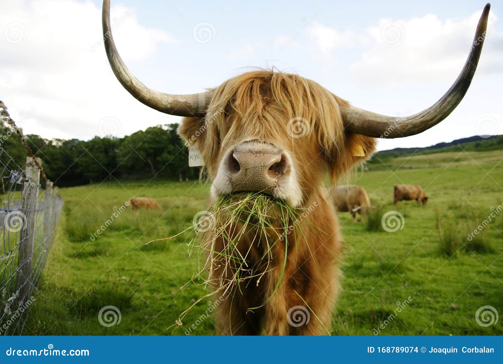 Vaca Das Terras Altas Escocesas, Bos Taurus, Erva De Mascar Foto de ...