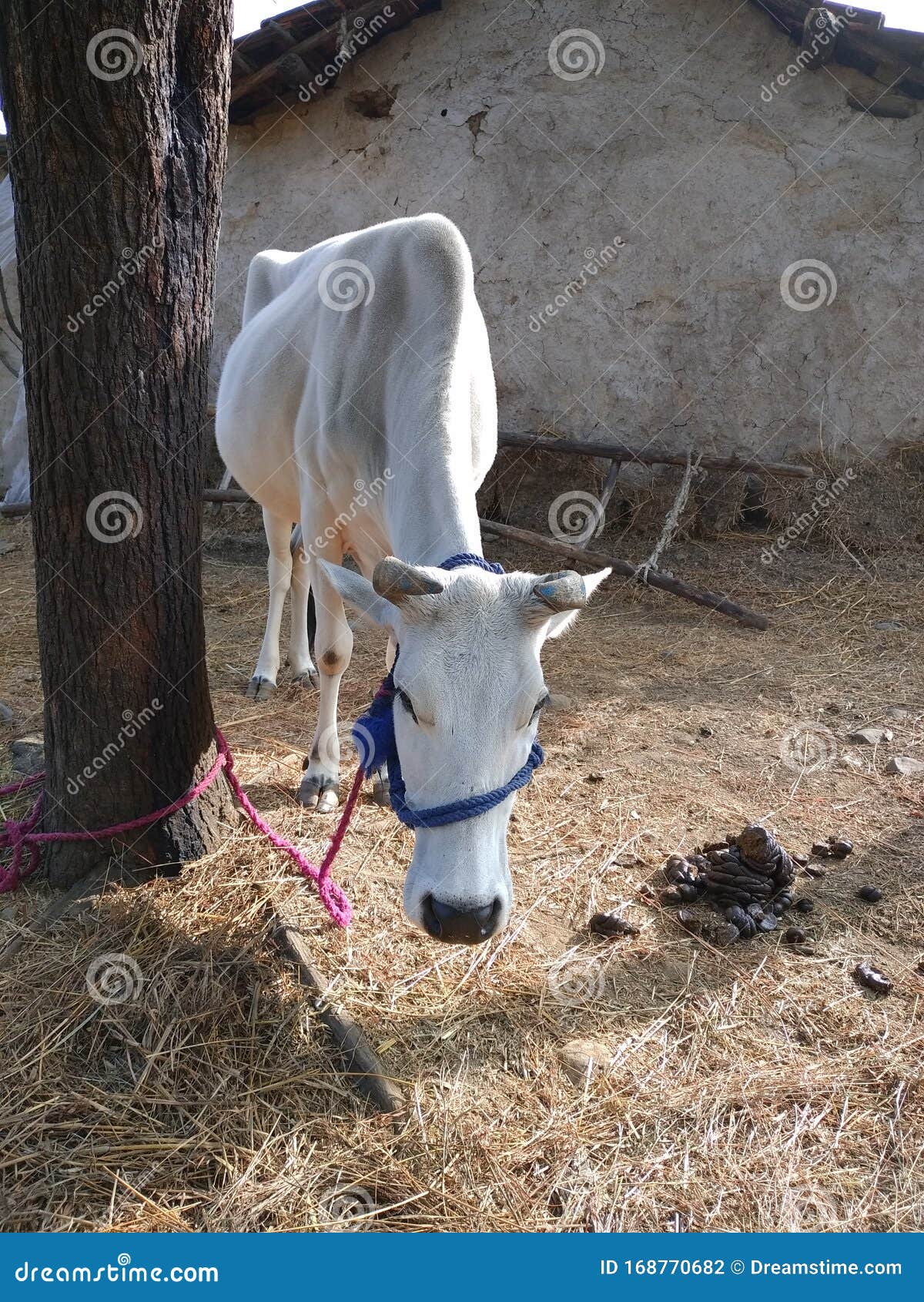 Vaca de aldea india foto de archivo. Imagen de india - 168770682