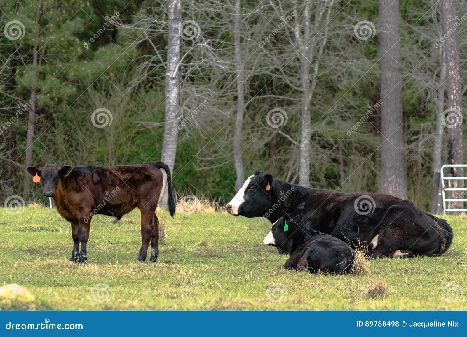 Vaca De Angus Y Dos Becerros Foto de archivo - Imagen de primavera ...