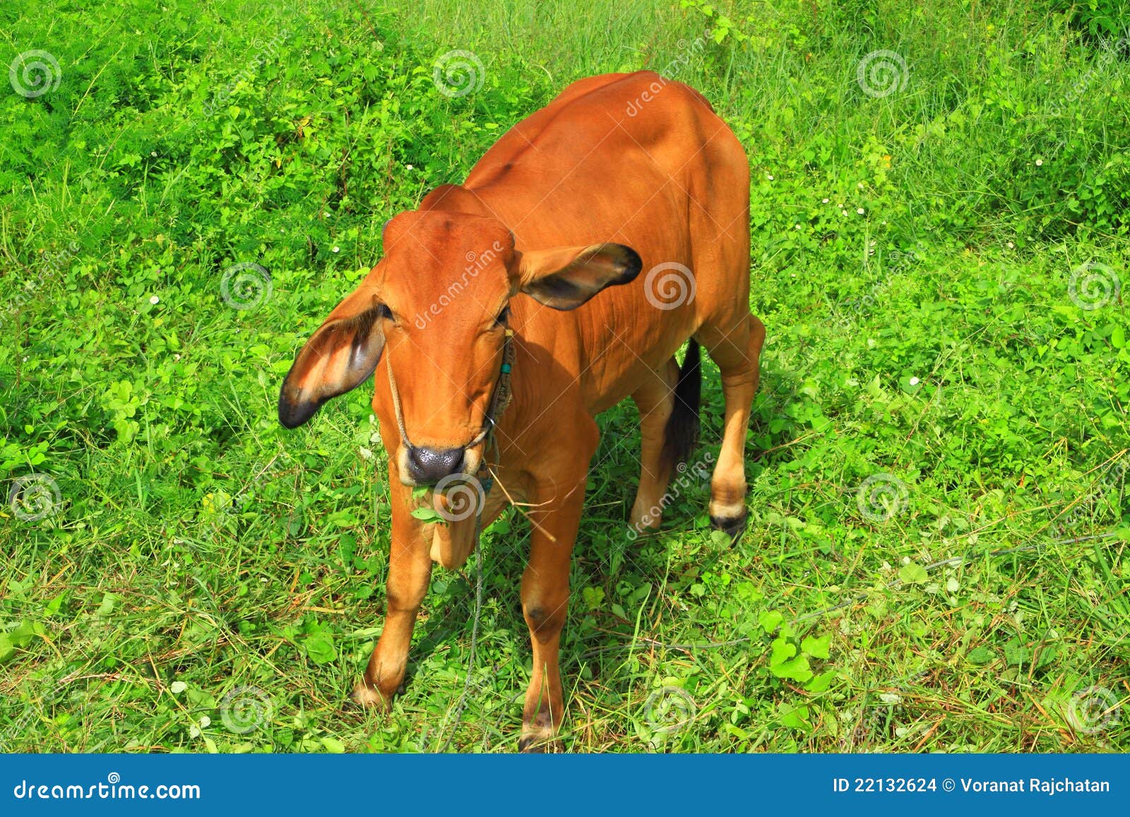 Vaca de Asia foto de archivo. Imagen de cubo, coma, rancho - 22132624