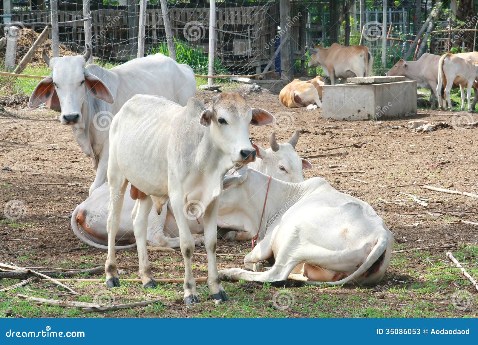 Vaca de Asia imagen de archivo. Imagen de ganados, cubo - 35086053