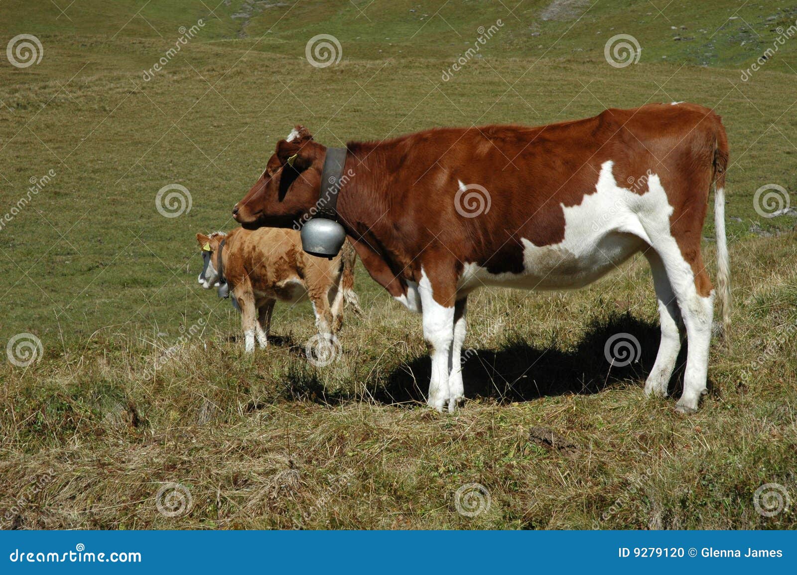 Vaca De Braunvieh Con El Cencerro Foto de archivo - Imagen de alrededor ...