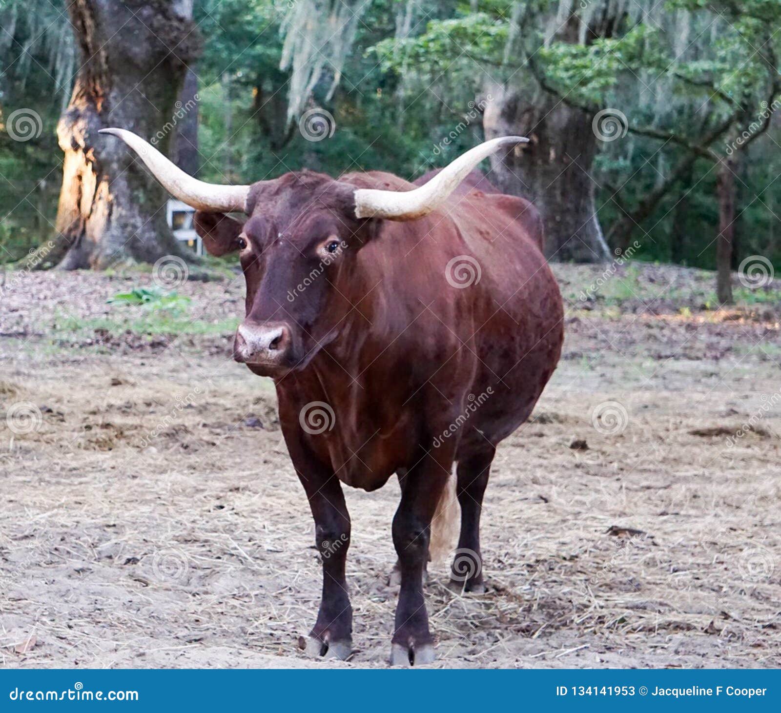 10,335 Vaca De Brown Com Chifres Fotos - Fotos de Stock Gratuitas e ...