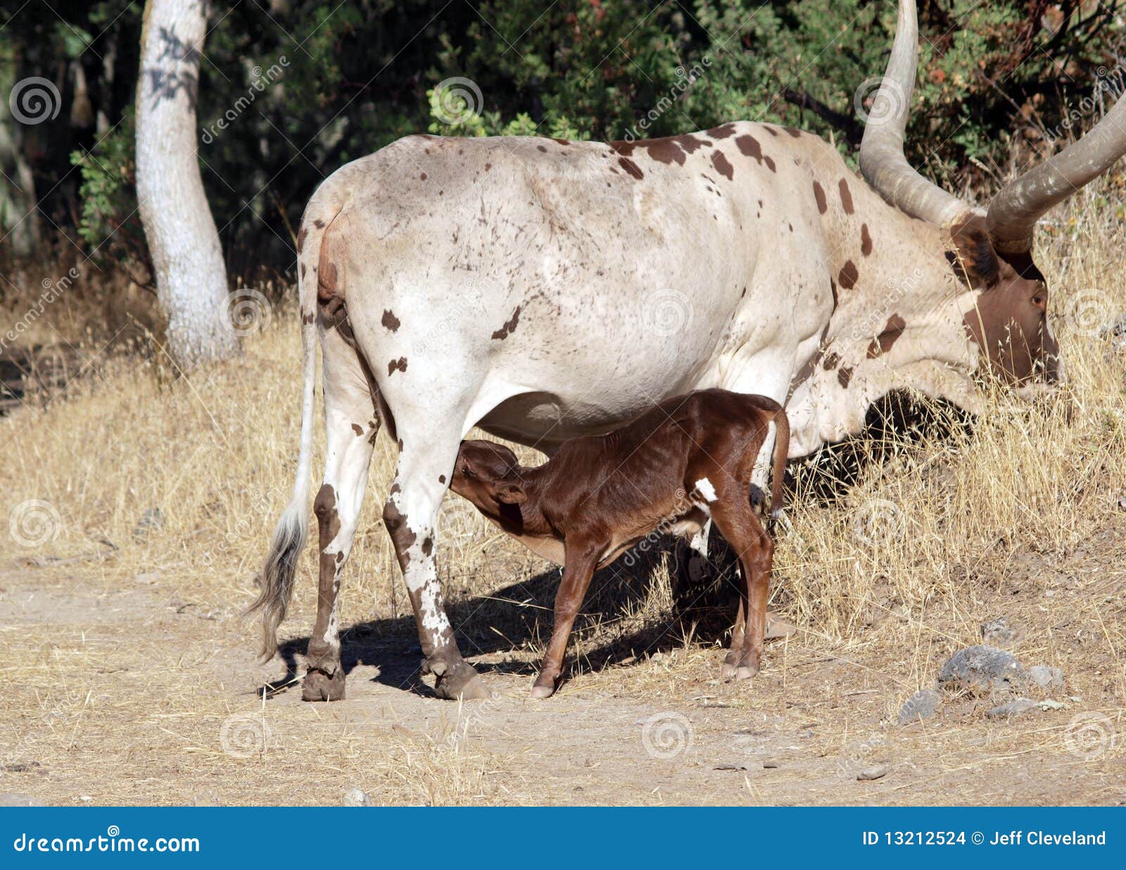 Vaca De Cuernos Grande Con El Becerro Que Introduce En Campo Foto de ...