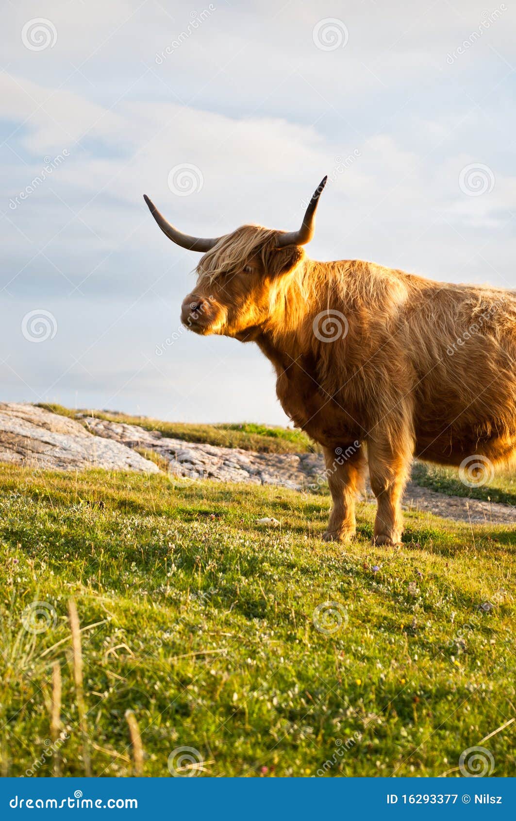 Vaca De Galloway Con Los Claxones Imagen de archivo - Imagen de pelo ...