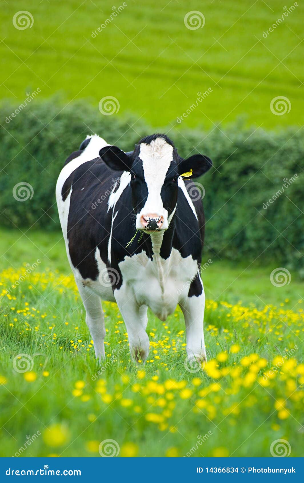 Vaca de Holstein foto de archivo. Imagen de rural, hierba - 14366834