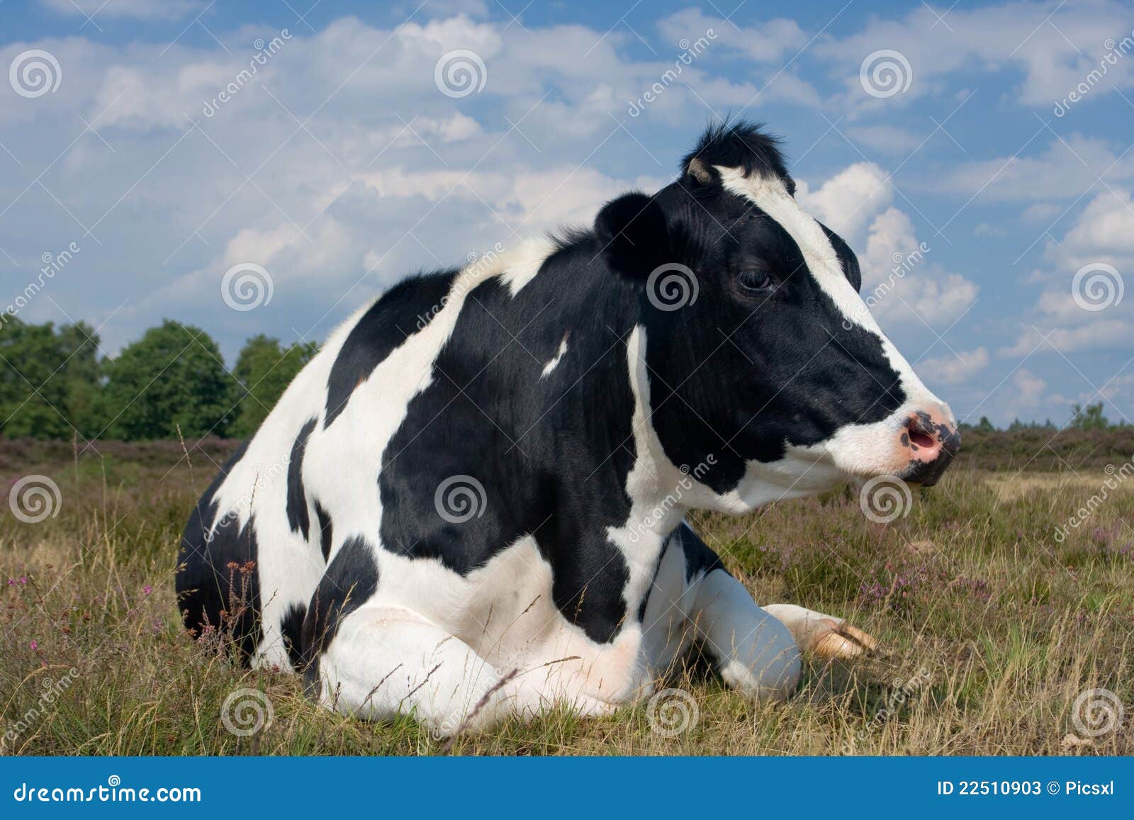 Vaca de Holstein imagen de archivo. Imagen de ganado - 22510903