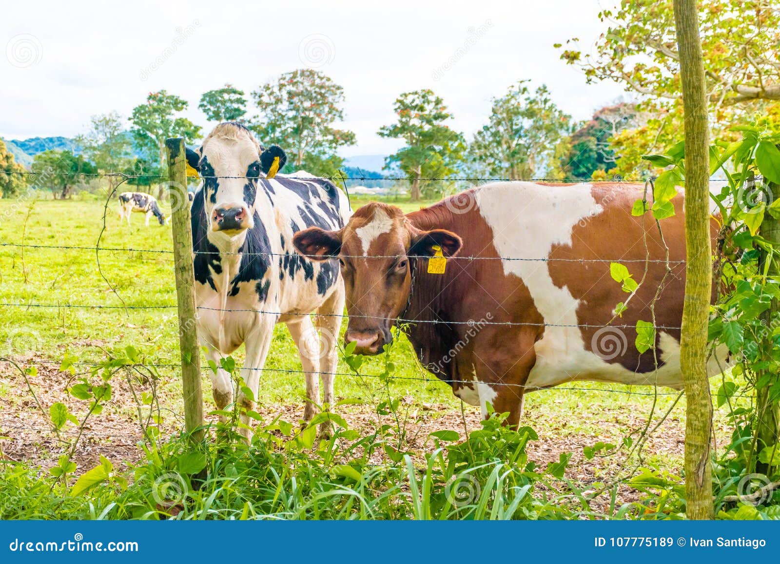 Vaca De La Galleta De Oreo Y Del Chocolate Caliente Imagen de archivo ...