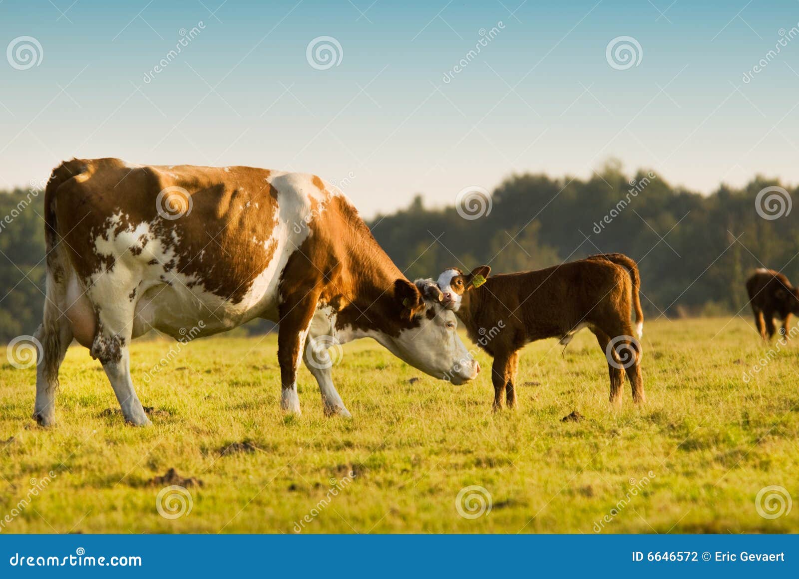 Vaca De La Madre Y Del Bebé Foto de archivo - Imagen de curioso ...