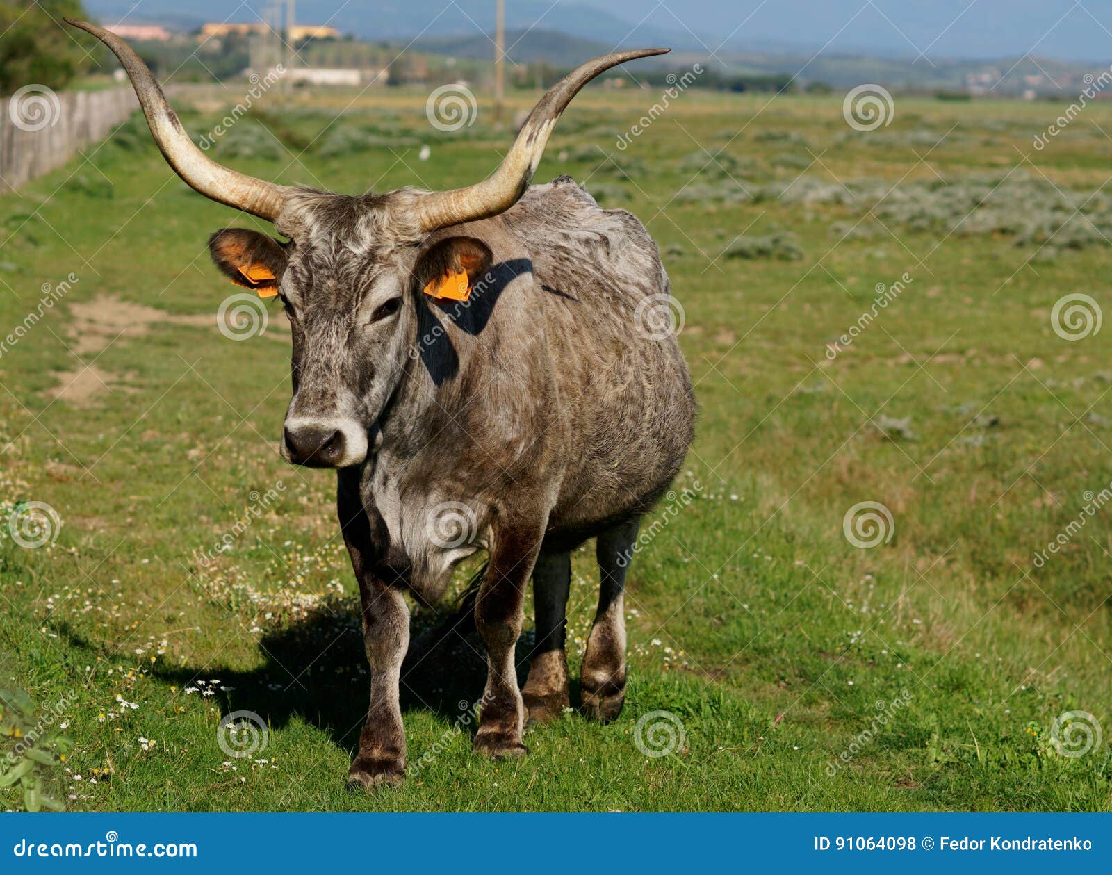 Vaca De La Raza De Maremmana En Toscana Meridional Foto de archivo ...
