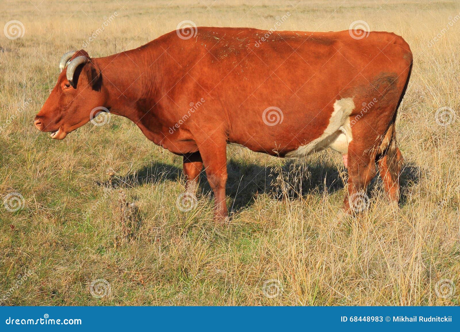Vaca de la raza roja imagen de archivo. Imagen de horned - 68448983