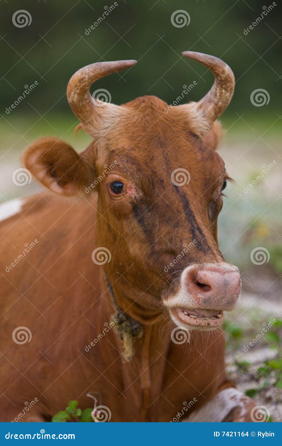 Vaca de la rumia foto de archivo. Imagen de toro, horned - 7421164