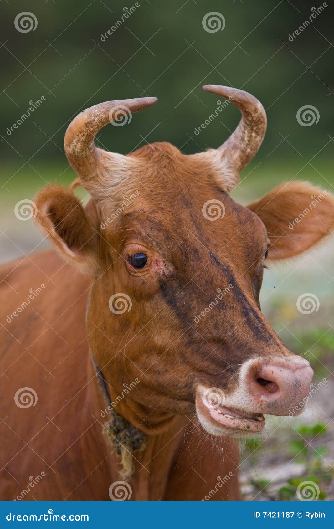 Vaca de la rumia imagen de archivo. Imagen de rumia, toro - 7421187