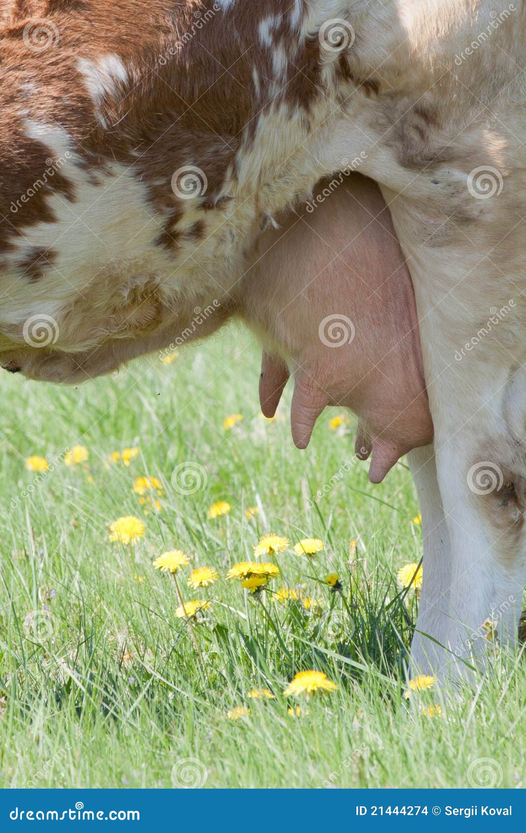 Vaca de la ubre foto de archivo. Imagen de vaca, fauna - 21444274