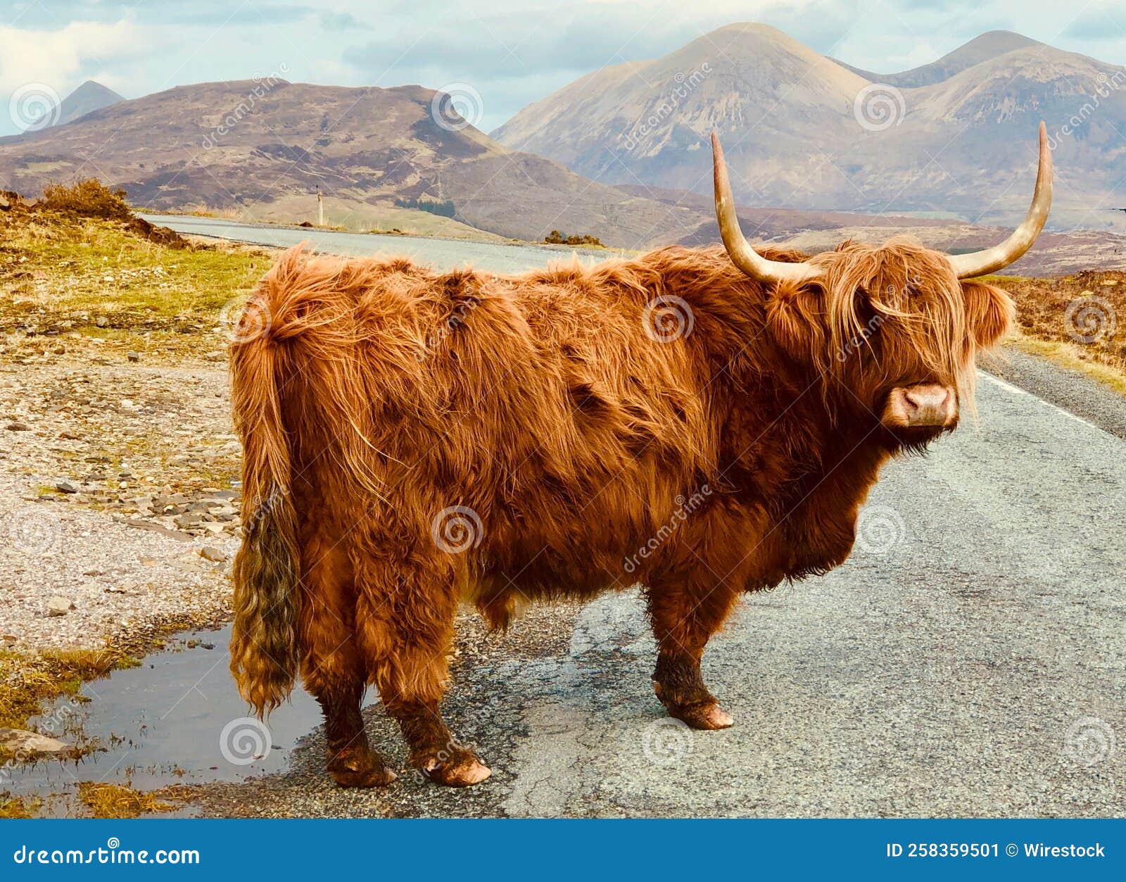 Vaca De Las Tierras Altas En Las Tierras Altas Escocesas Imagen de ...