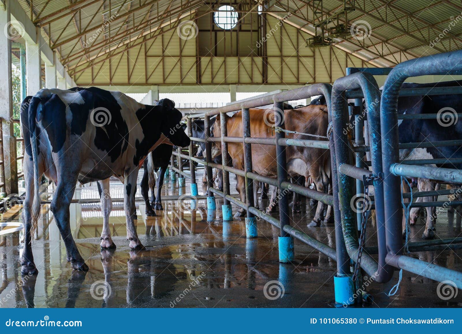 Vaca de leche en la granja foto de archivo. Imagen de leche - 101065380