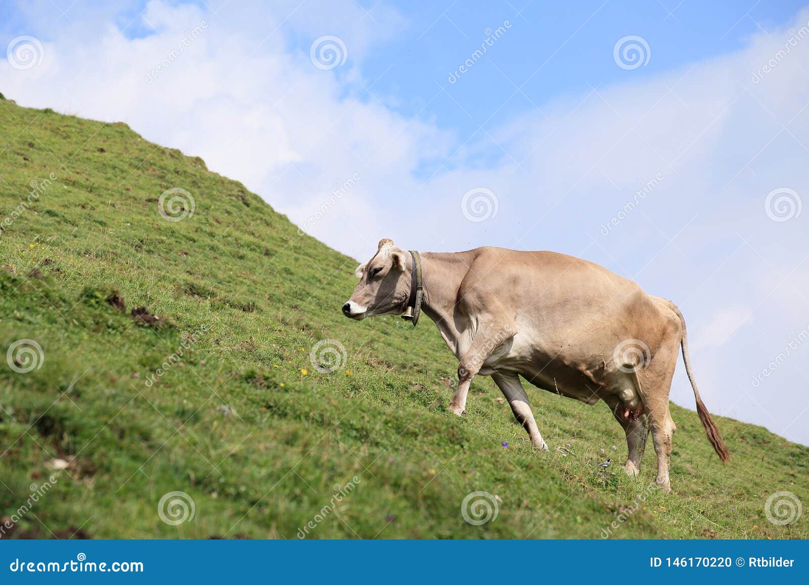 Vaca De Leite Com Sino Em Um Monte Foto de Stock - Imagem de fofofo ...