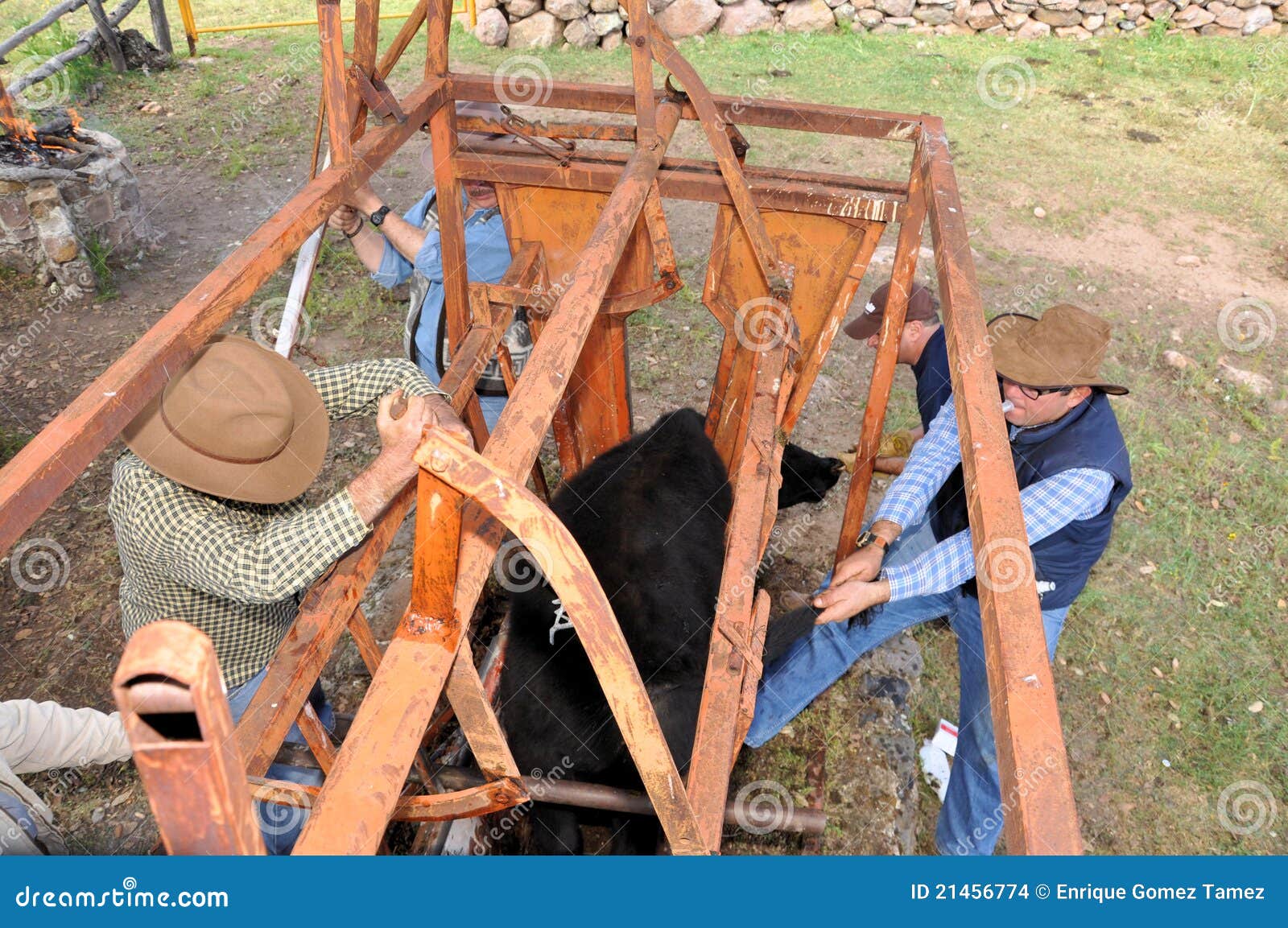 Vaca De Marcado En Caliente Imagen de archivo editorial - Imagen de ...